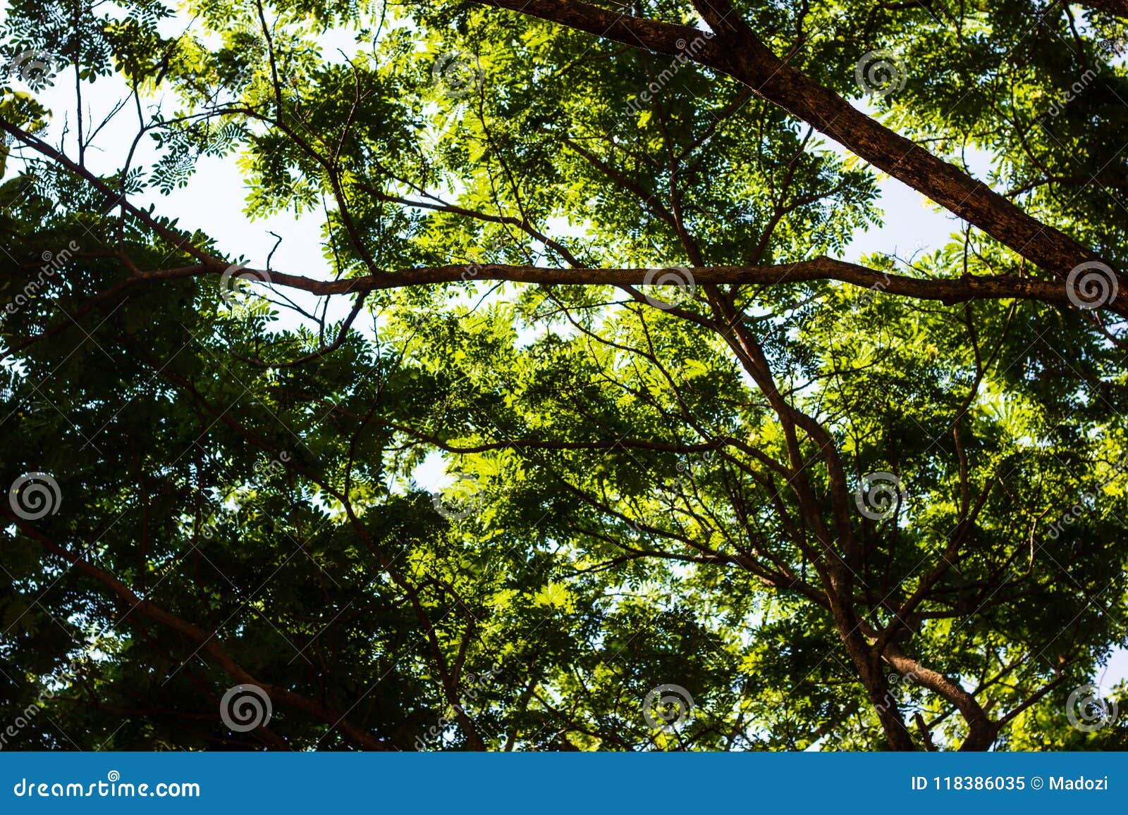 Groene bomenachtergrond stock afbeelding. Image of landschap - 118386035