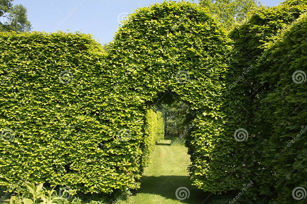 Groene boog in tuin stock afbeelding. Image of mooi, openlucht - 41981465