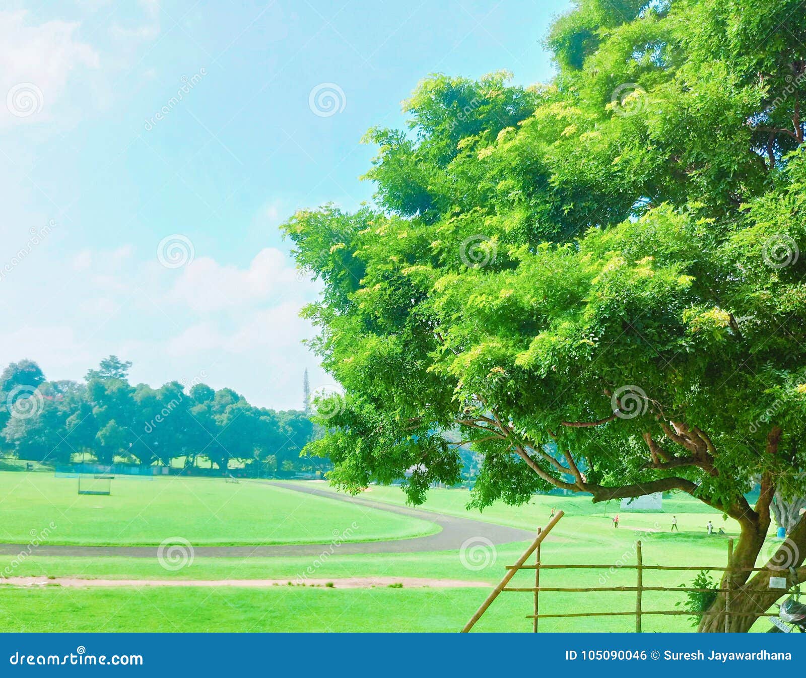 Groene boom stock foto. Image of mooi, milieu, boom - 105090046