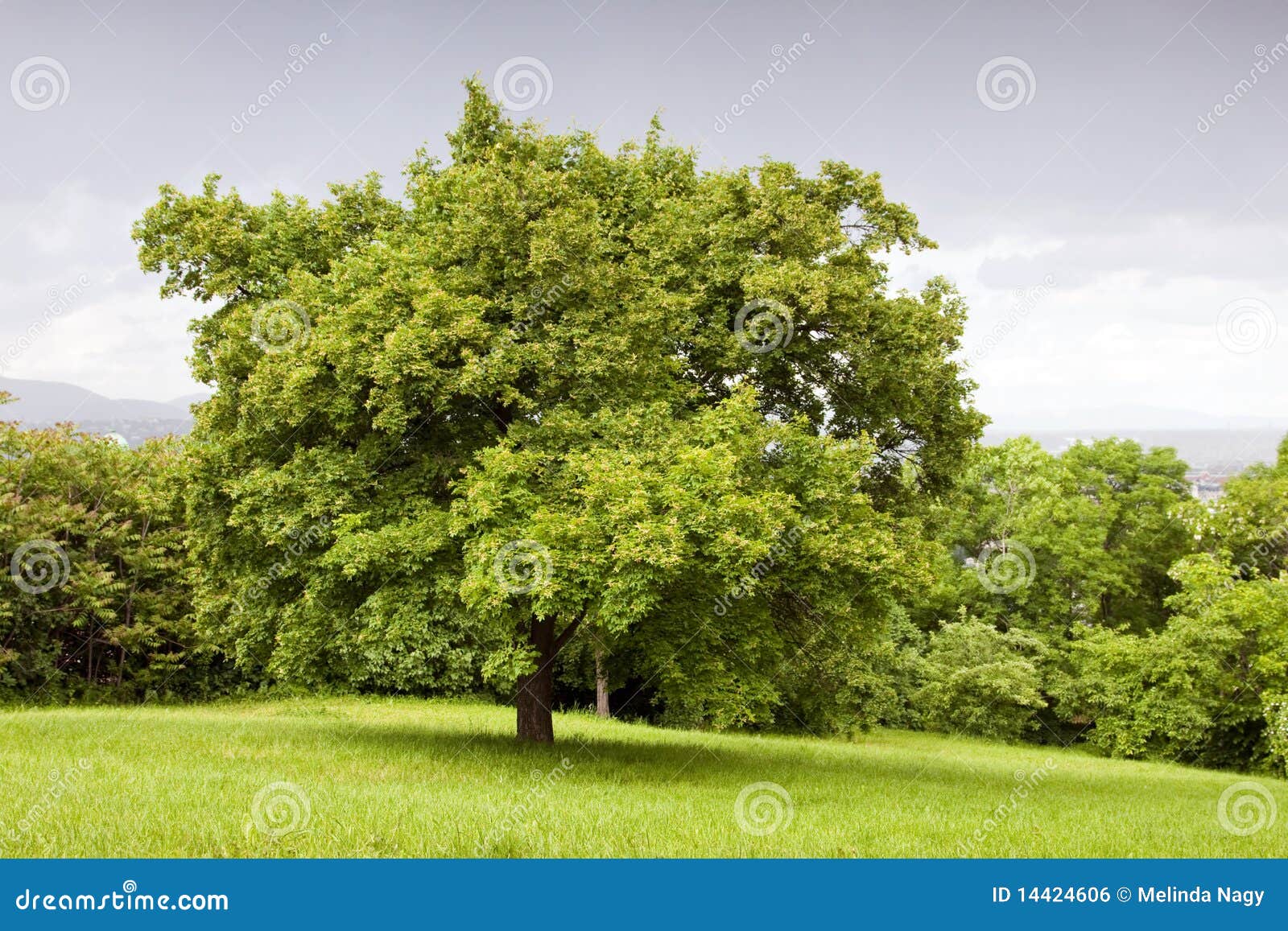 Groene Boom Picture. Image: 14424606