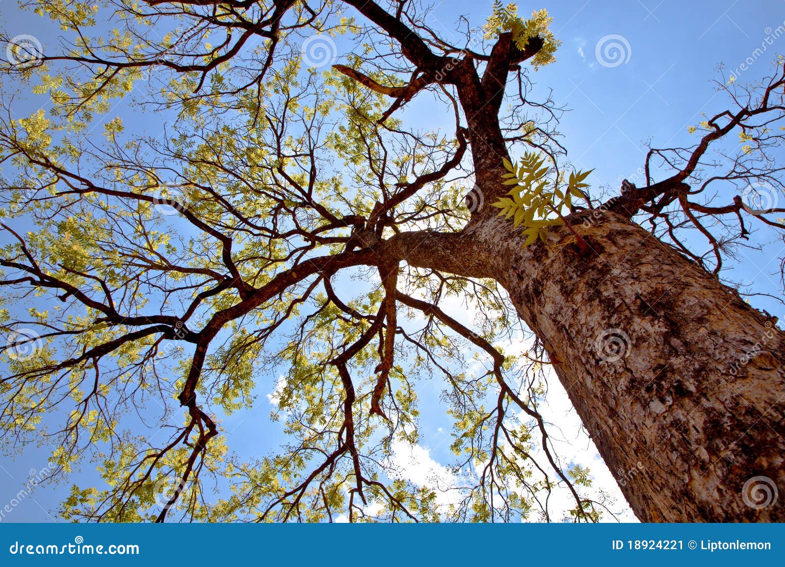 Groene boom stock afbeelding. Image of hemel, hout, boom - 18924221