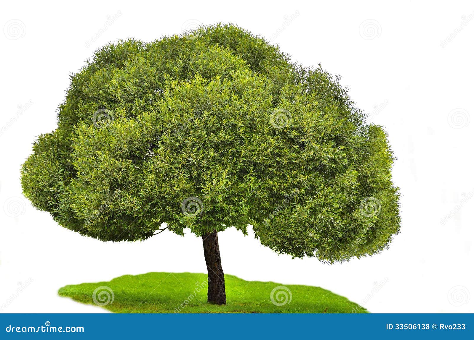 Groene boom stock foto. Image of groot, ecologisch, reusachtig - 33506138