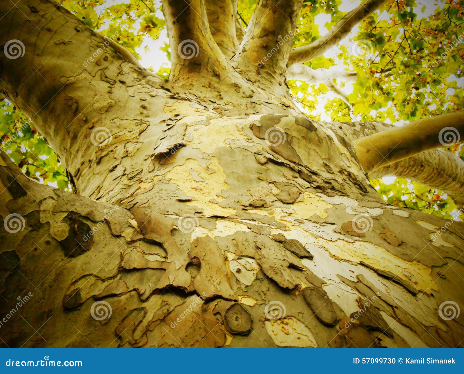 Groene boom stock foto. Image of landschap, donker, hout - 57099730