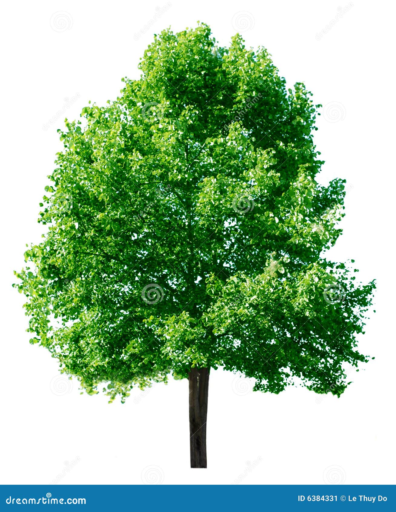 Groene Boom stock afbeelding. Image of zomer, achtergrond - 6384331