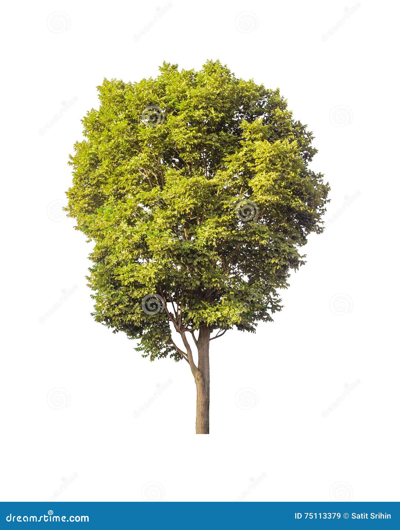 Groene Boom Die Op Wit Wordt Geïsoleerd¯ Stock Afbeelding - Image of ...