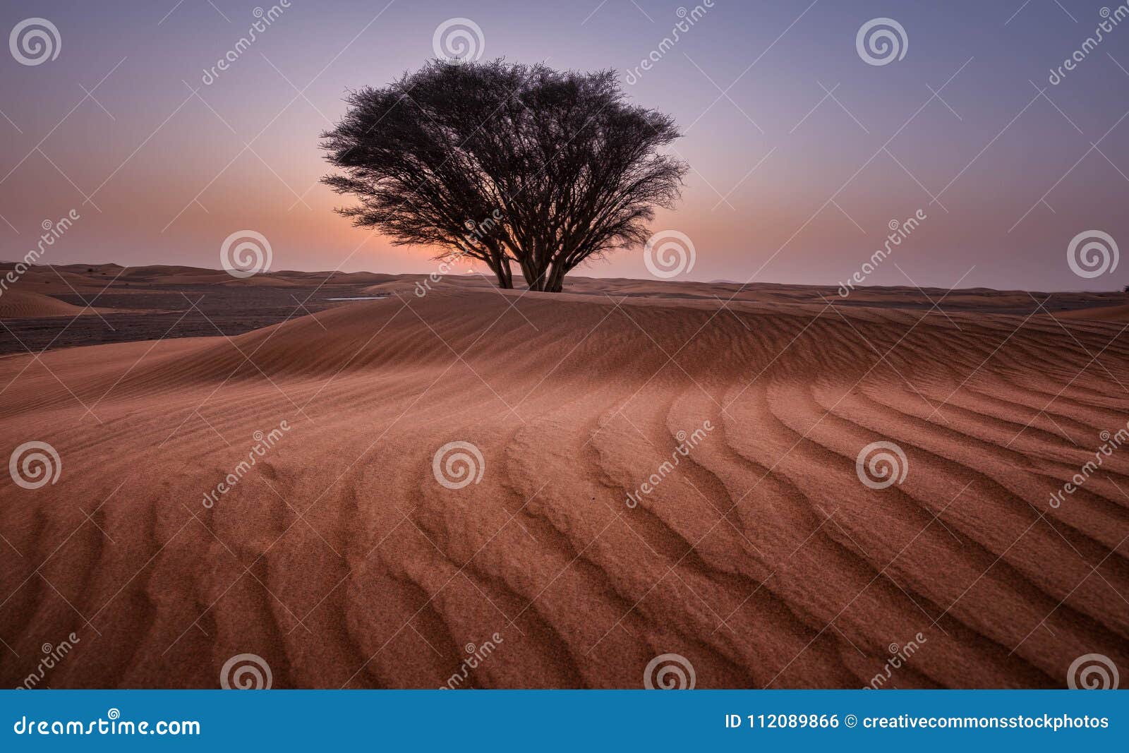 Groene Boom In Het Midden Van De Woestijn Picture. Image: 112089866