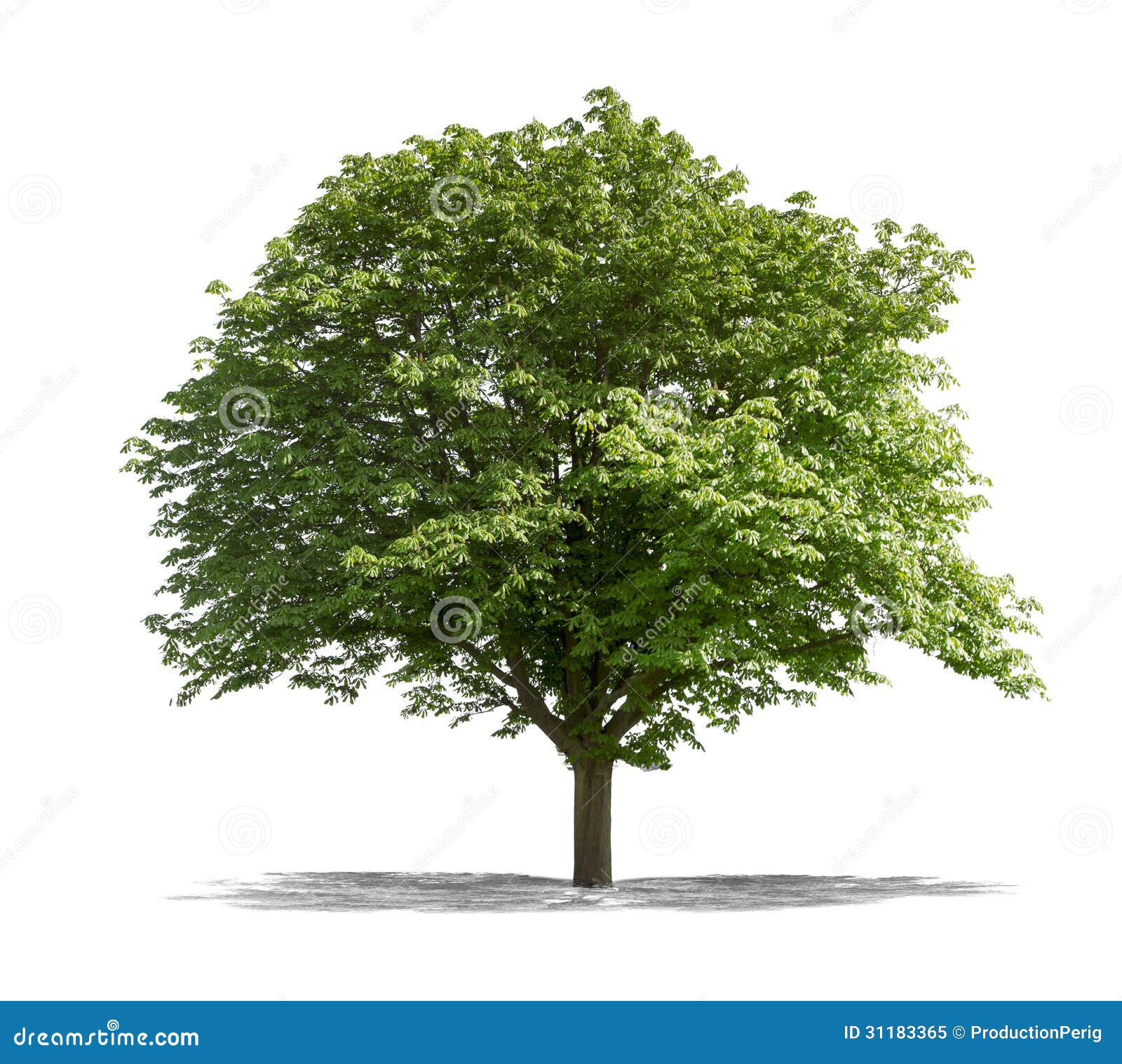 Groene Boom Op Een Witte Achtergrond Stock Afbeelding - Image of groei ...