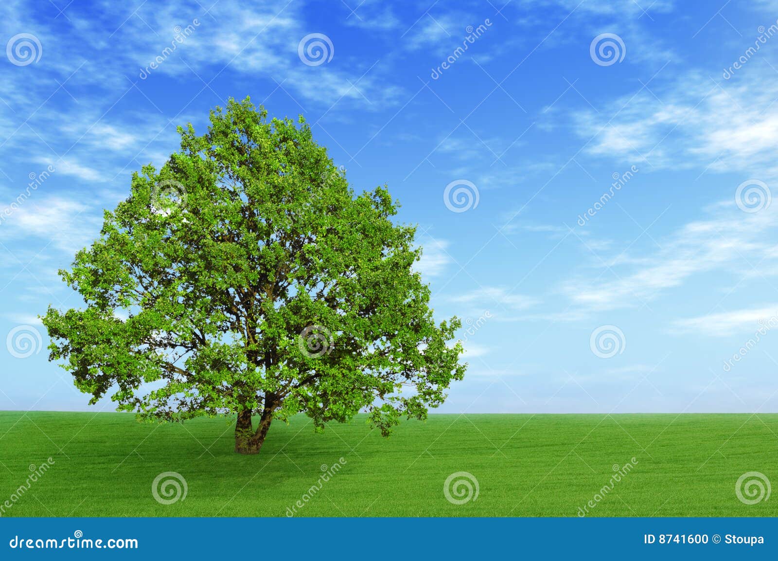 Groene boom op het gebied stock foto. Image of platteland - 8741600