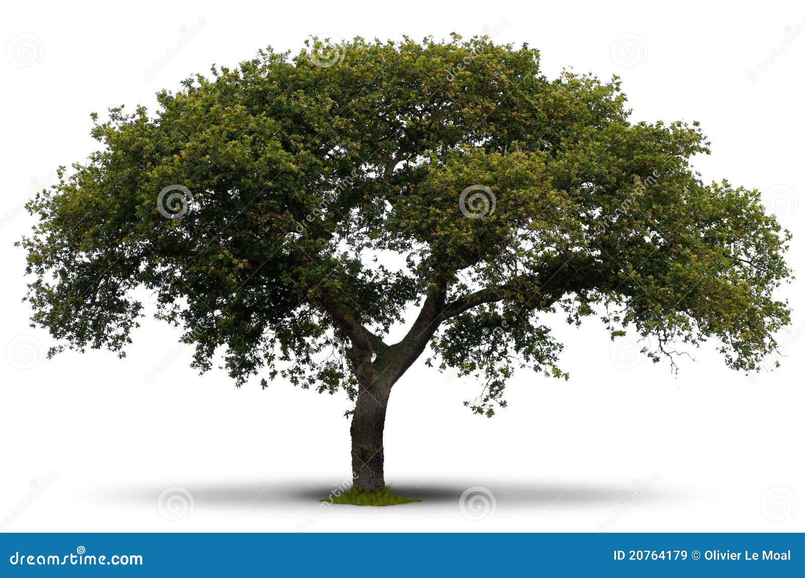 Groene boom over wit stock afbeelding. Image of gebladerte - 20764179