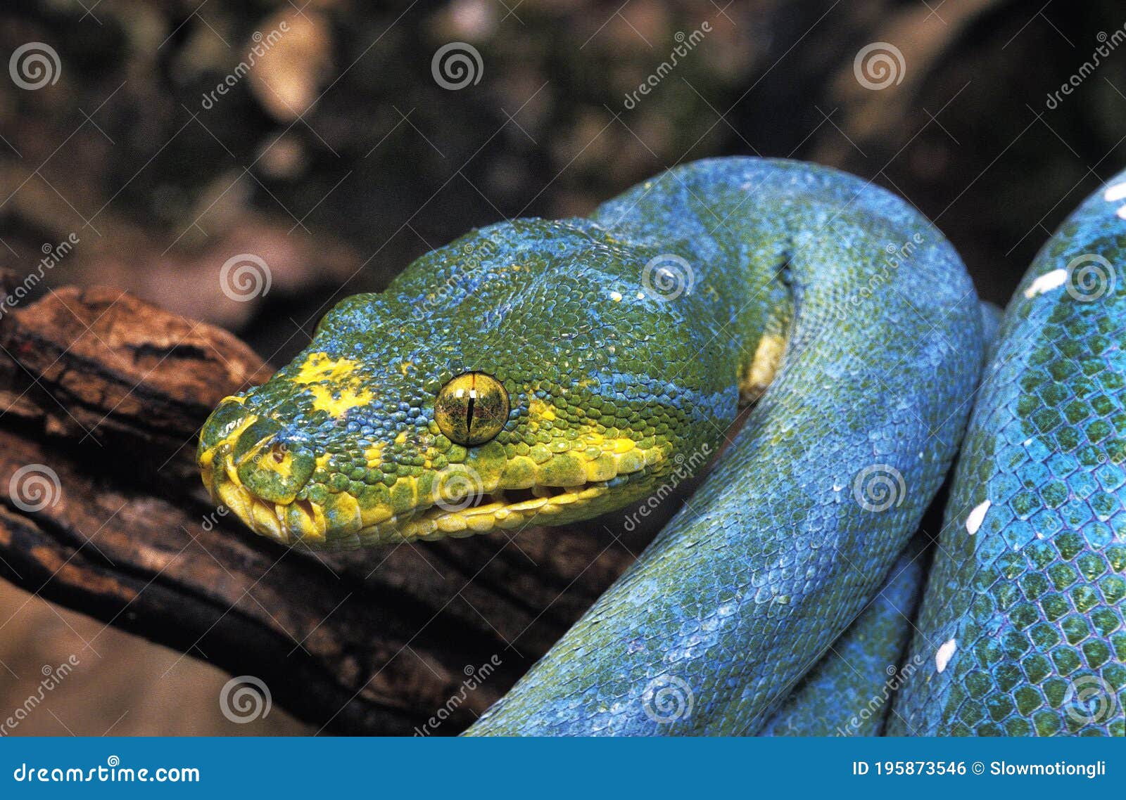 Groene Boom Python Morelia Viridis Hoofd Van De Volwassene Met De ...