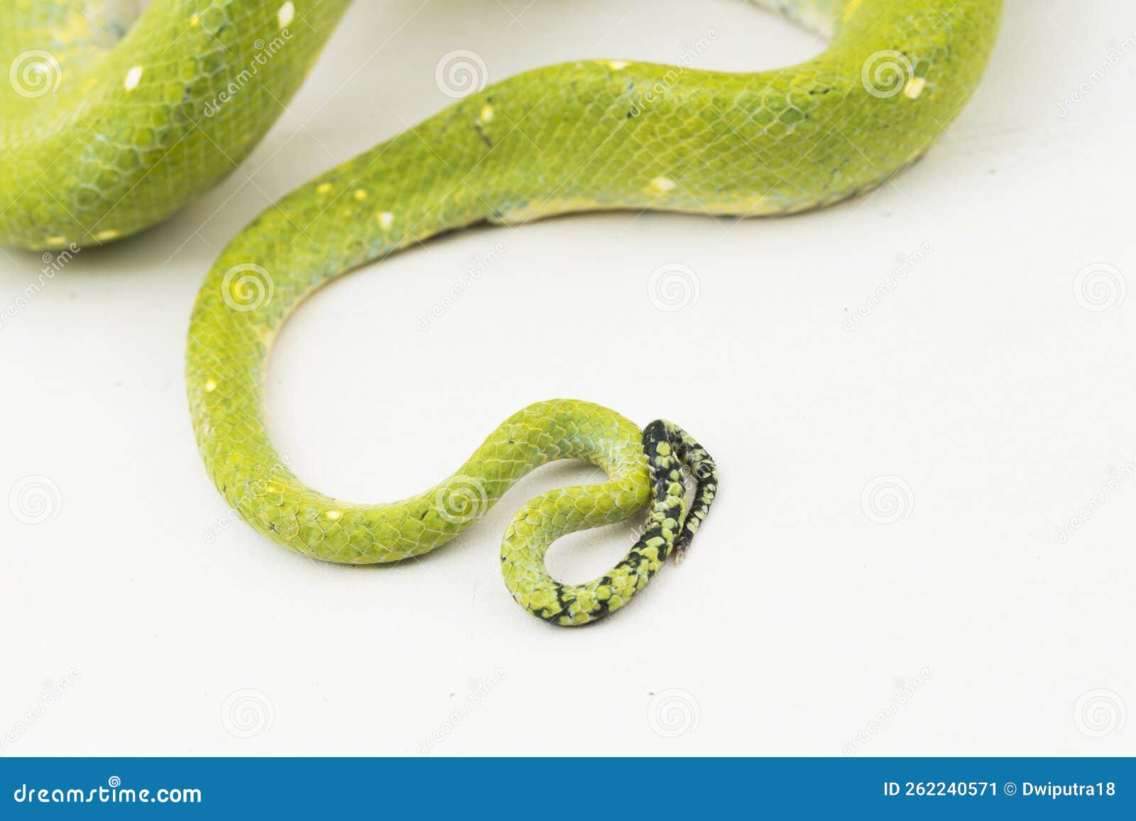 Groene Boom , Python Morelia Viridis Snake Biak , Geïsoleerd Op Witte ...