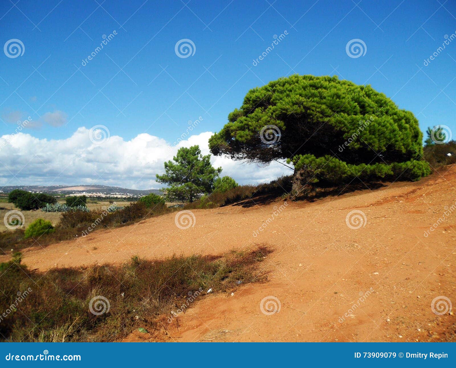 Groene boom in woestijn stock afbeelding. Image of woestijn - 73909079