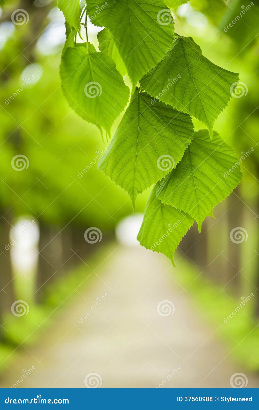 Groene boombladeren stock foto. Image of vers, bladeren - 37560988