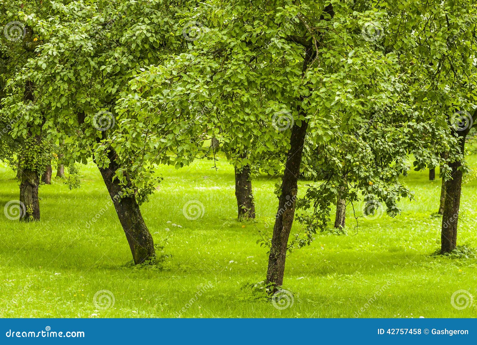 Groene Boomgaard in De Tuin Stock Foto - Image of achtergrond, zomer ...