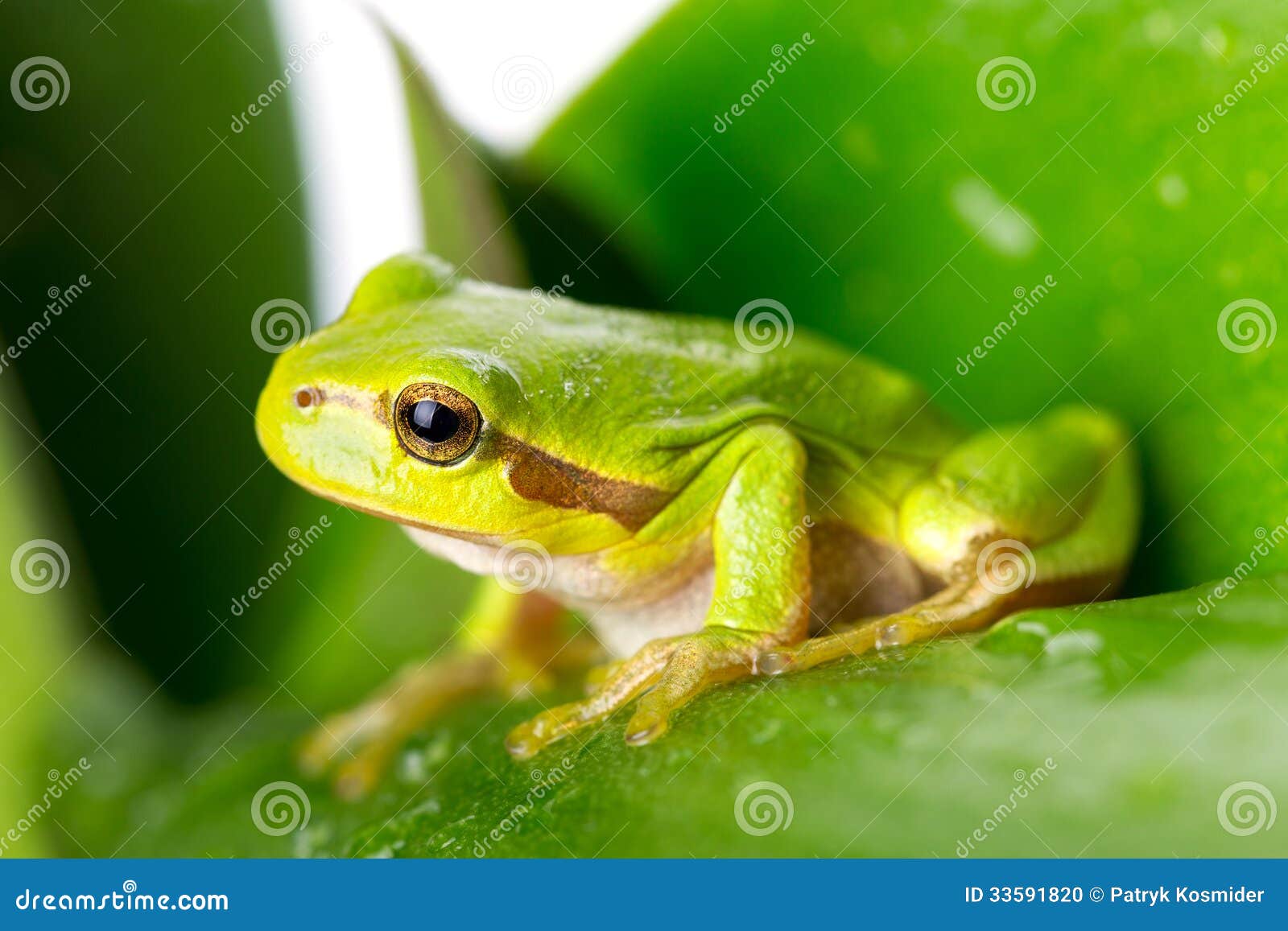 Groene Boomkikker Op Het Blad Stock Foto - Image of installatie ...
