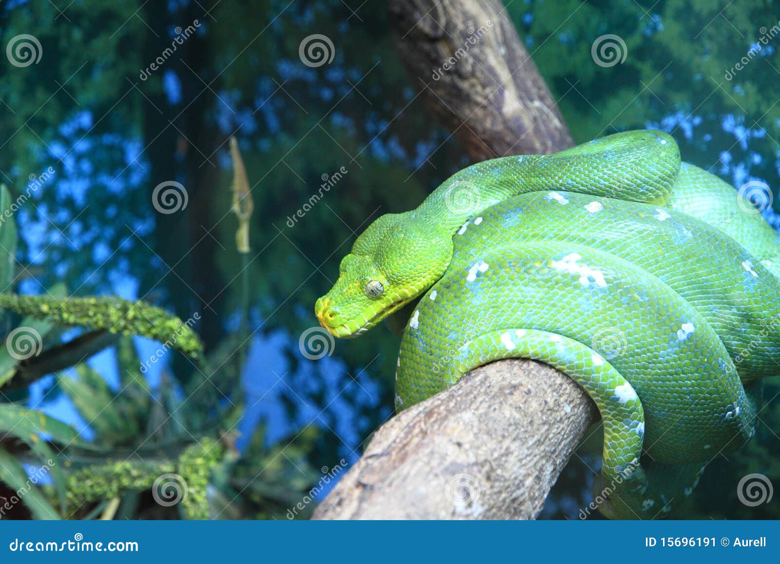 Groene boompython stock afbeelding. Image of zuidoosten - 15696191