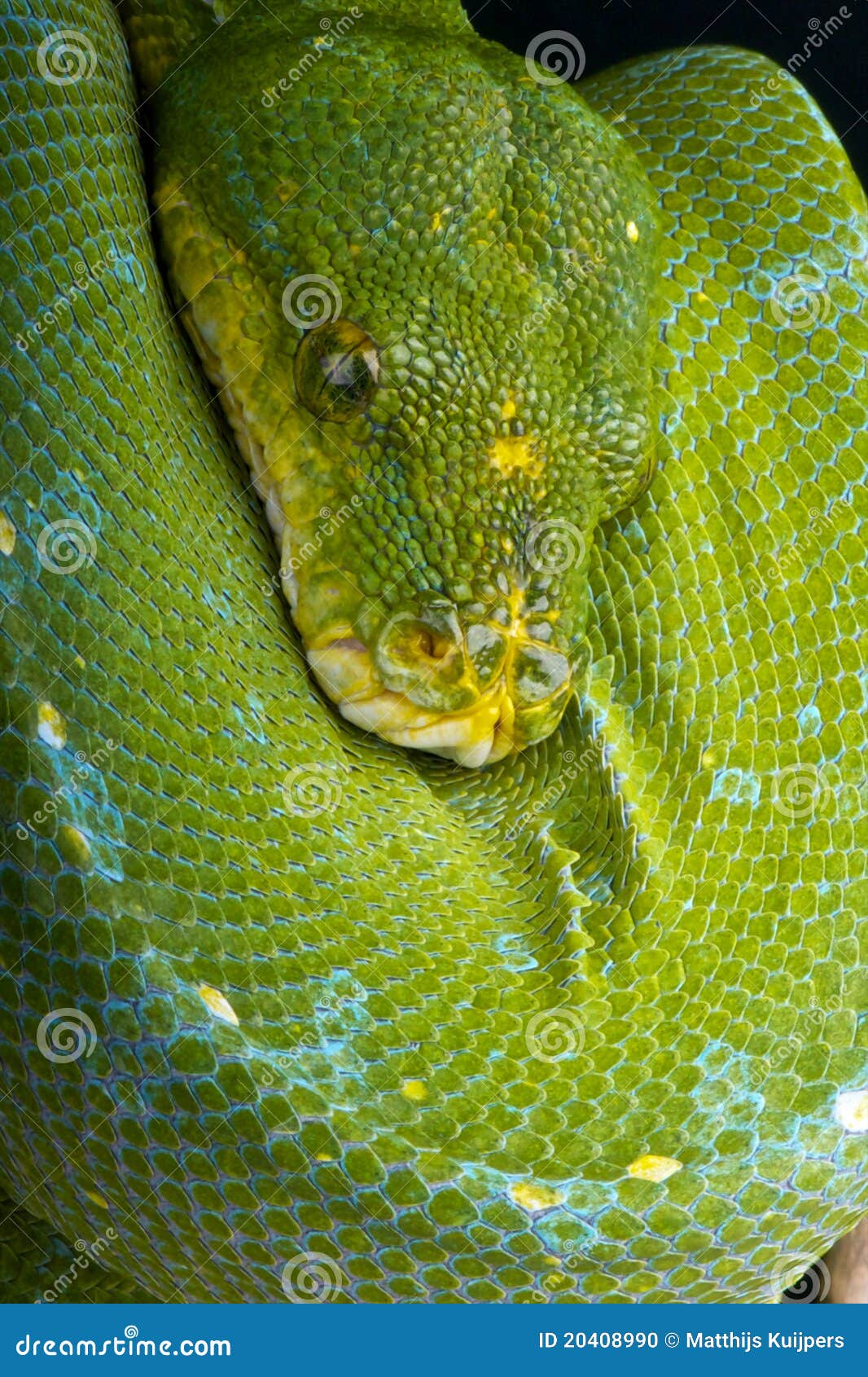 Groene boompython stock foto. Image of nachtelijk, camouflage - 20408990