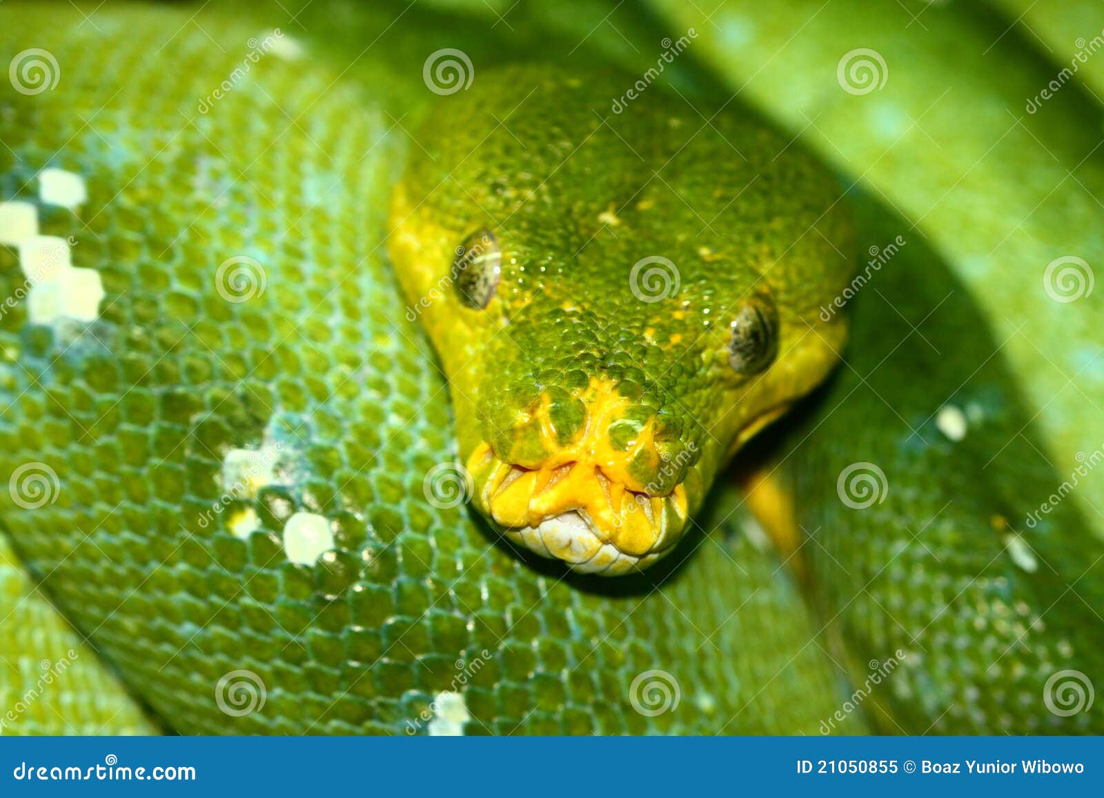 Groene boompython stock afbeelding. Image of volwassen - 21050855