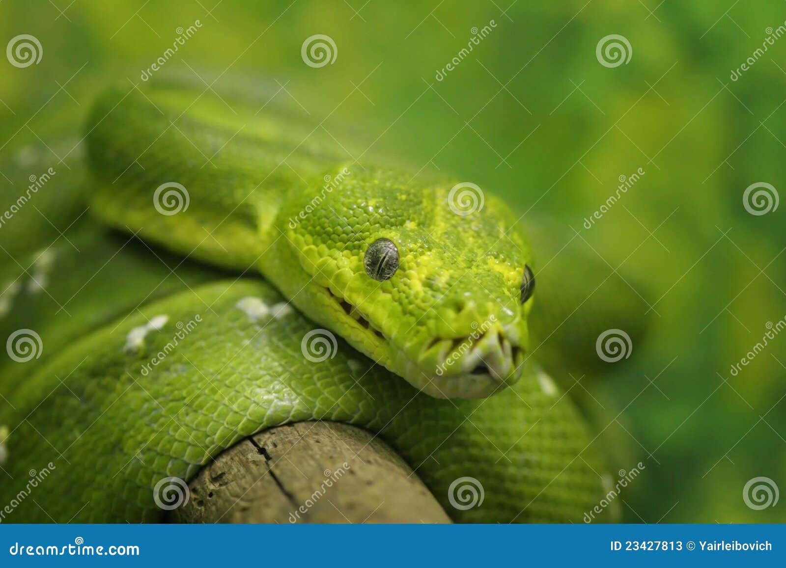 Groene boompython stock afbeelding. Image of groen, boom - 23427813