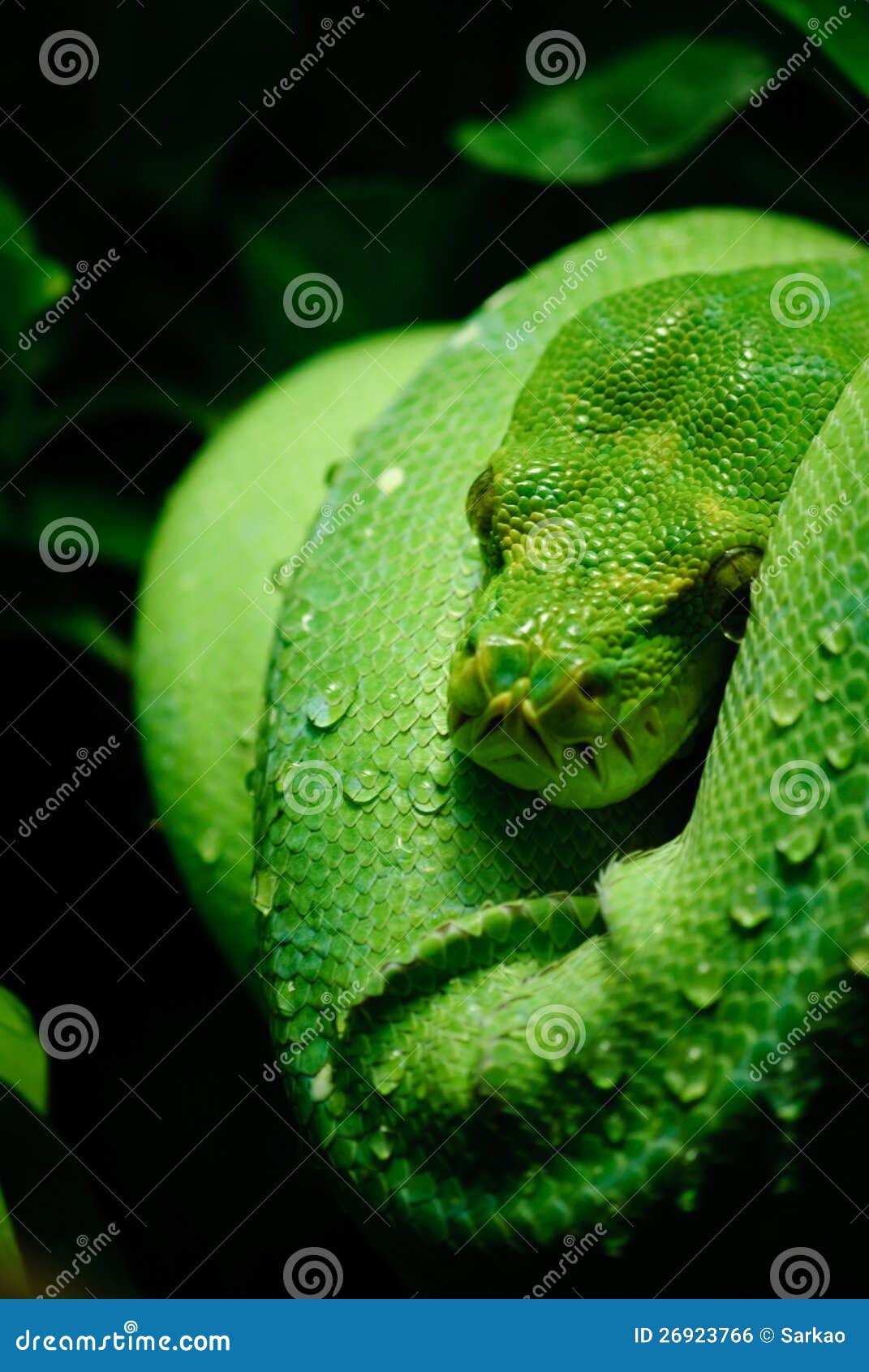 Groene boompython stock foto. Image of smaragd, wild - 26923766