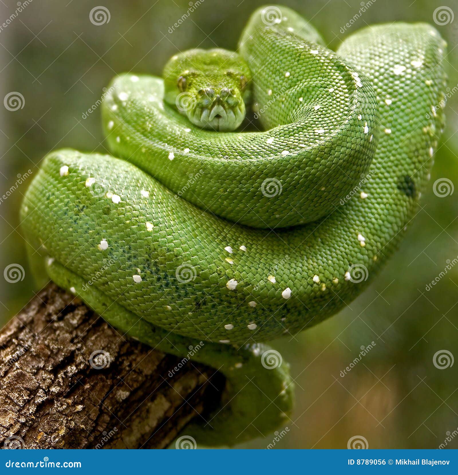 Groene boompython 3 stock foto. Image of mening, ecologie - 8789056