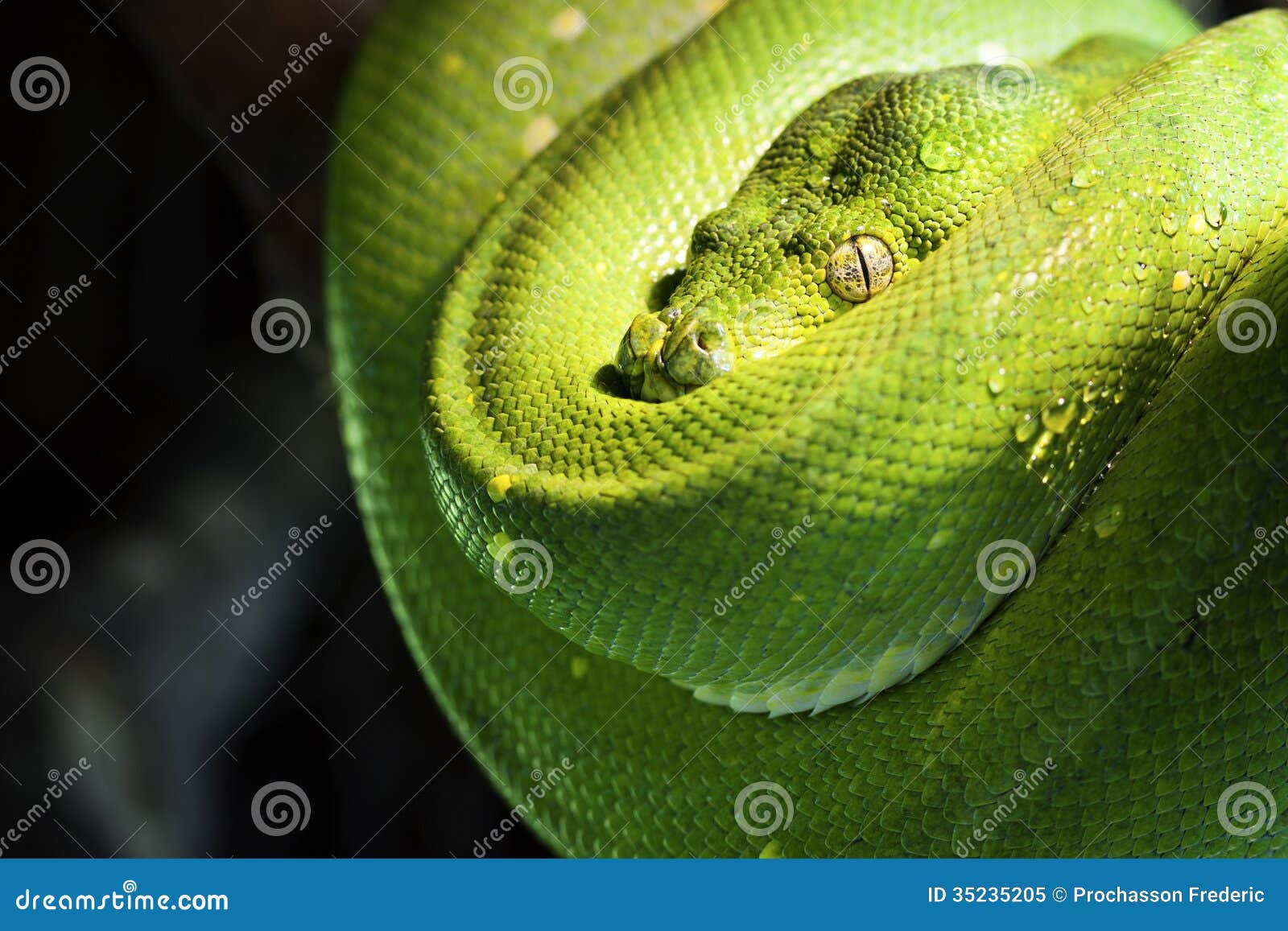 Groene boompython stock afbeelding. Image of tropisch - 35235205