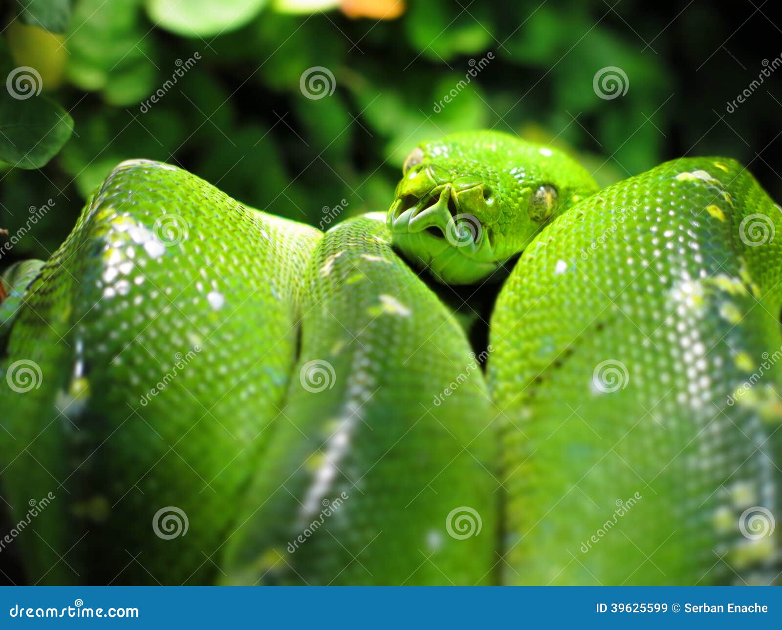 Groene boompython stock afbeelding. Image of kijkt, gegevens - 39625599