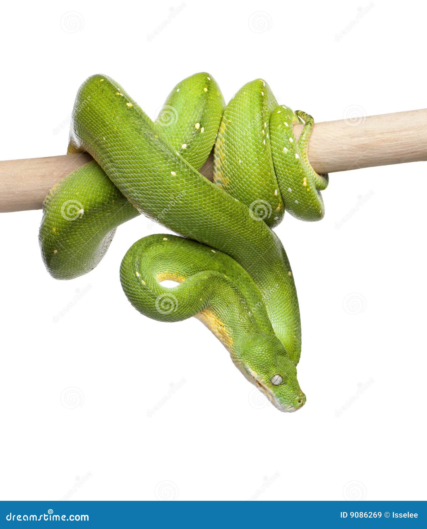 Groene Boompython Die Neer - Viridis Eruit Ziet Van Morelia ( Stock ...