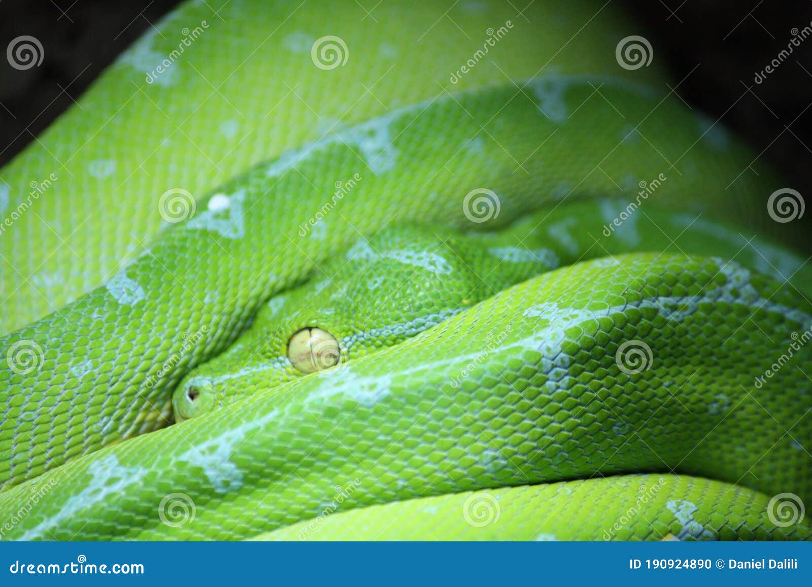 Groene Boompython in Het Terrarium in Duitsland Stock Foto - Image of ...