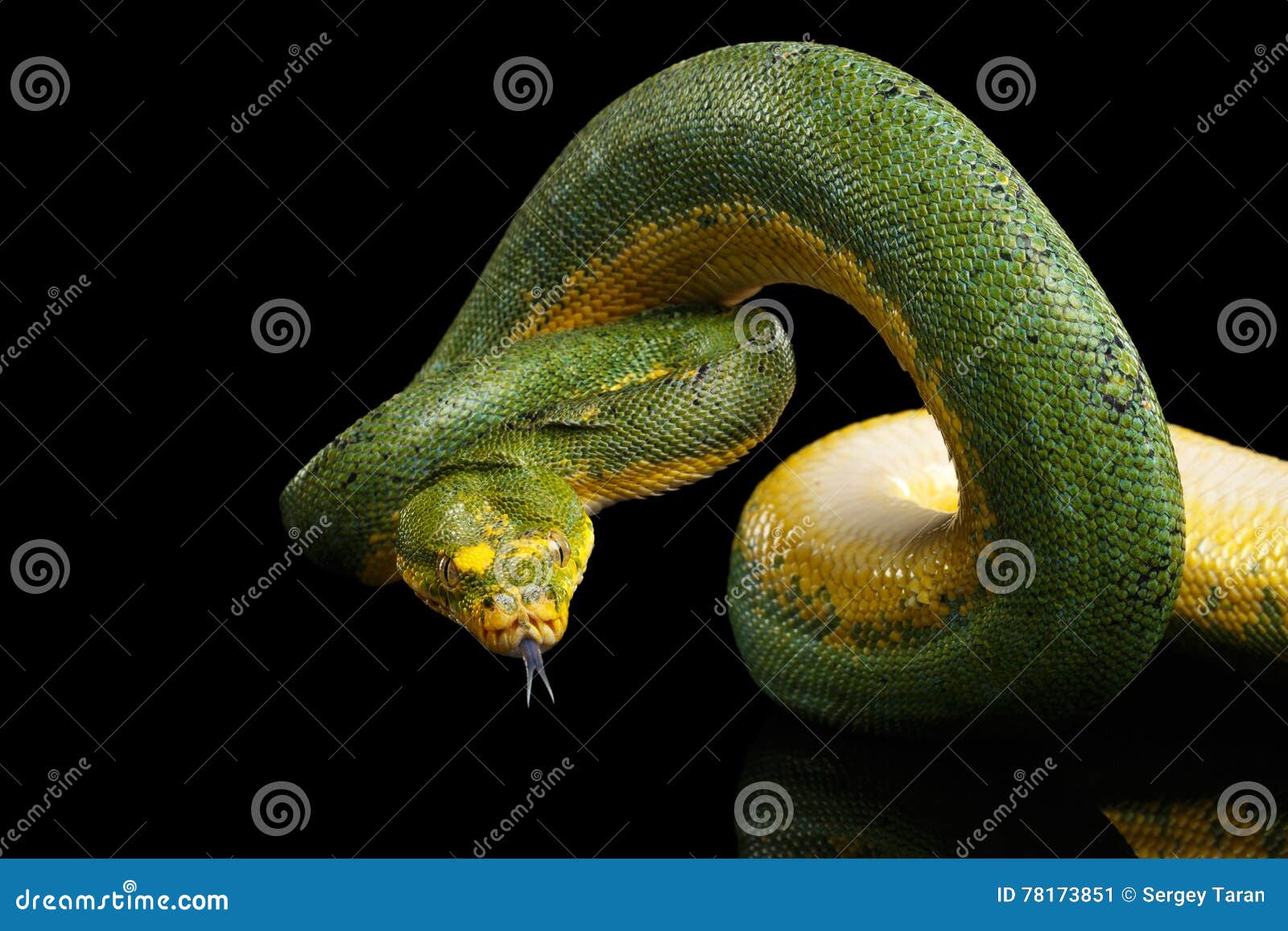 Groene Boompython Viridis Van Morelia Zwarte Achtergrond Stock ...