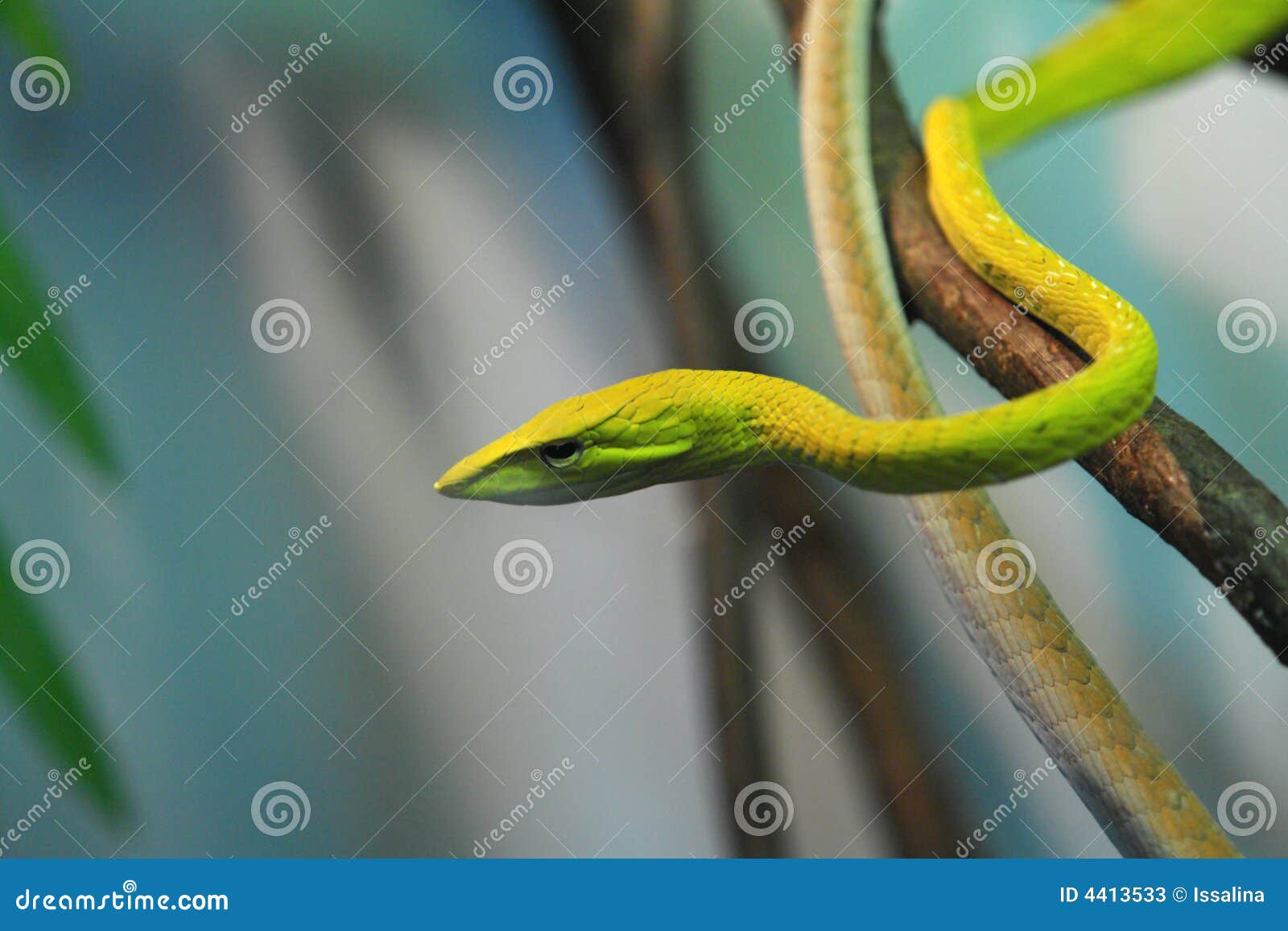 Groene boomslang stock afbeelding. Image of wildernis - 4413533