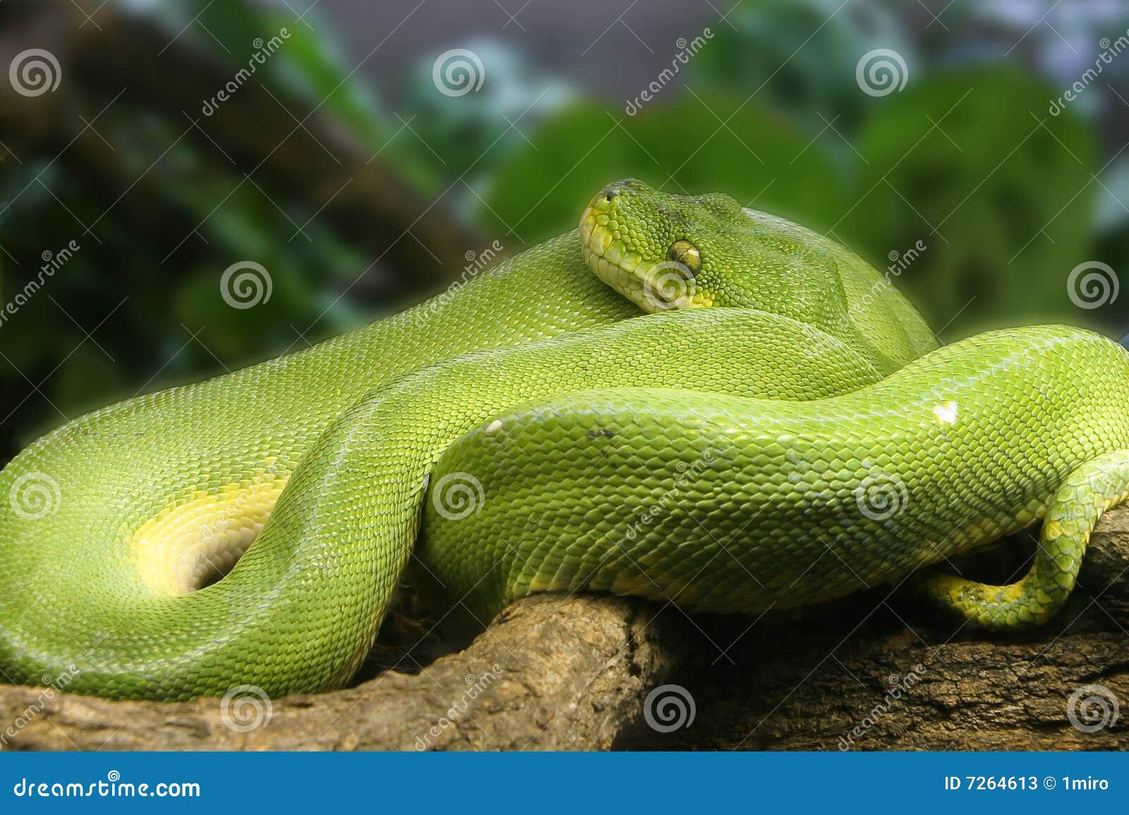 Groene boomslang stock afbeelding. Image of kleur, python - 7264613