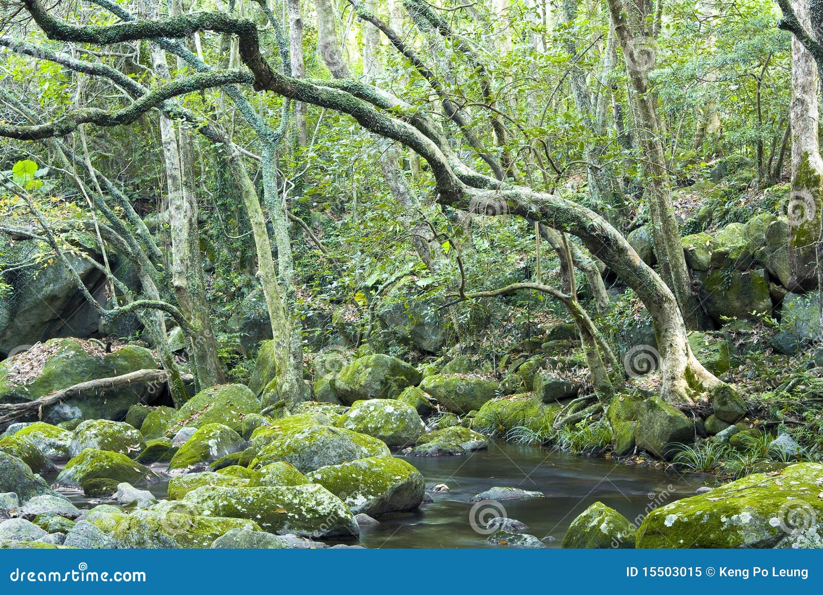Groene bos en rivier stock afbeelding. Image of rots - 15503015