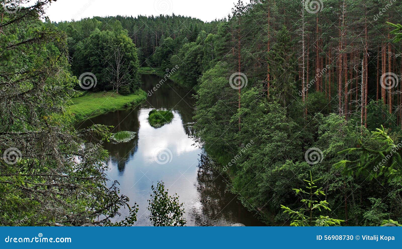 Groene bos en rivier stock foto. Image of zomer, blauw - 56908730