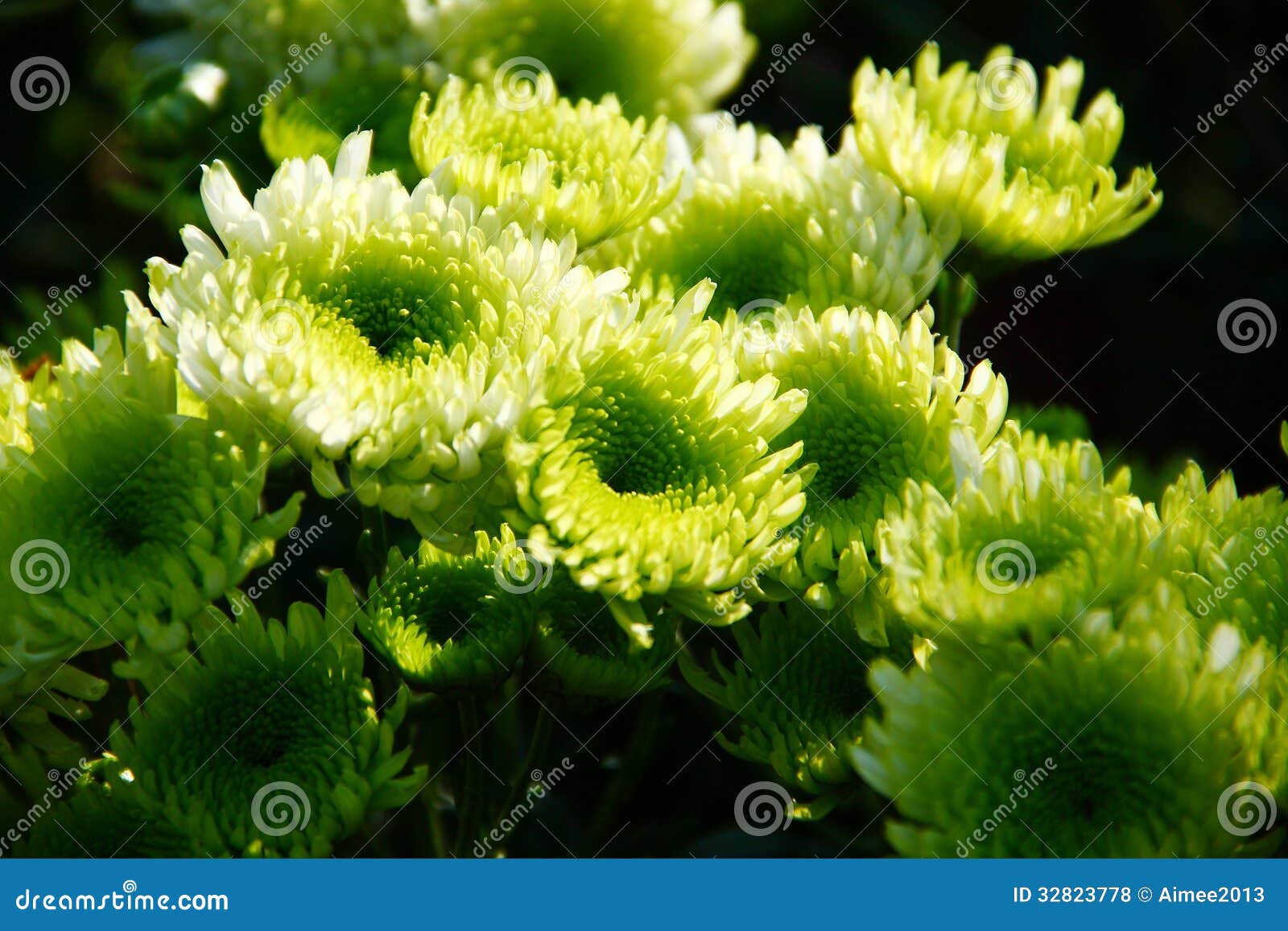 Groene Chrysant stock foto. Image of installatie, delen - 32823778