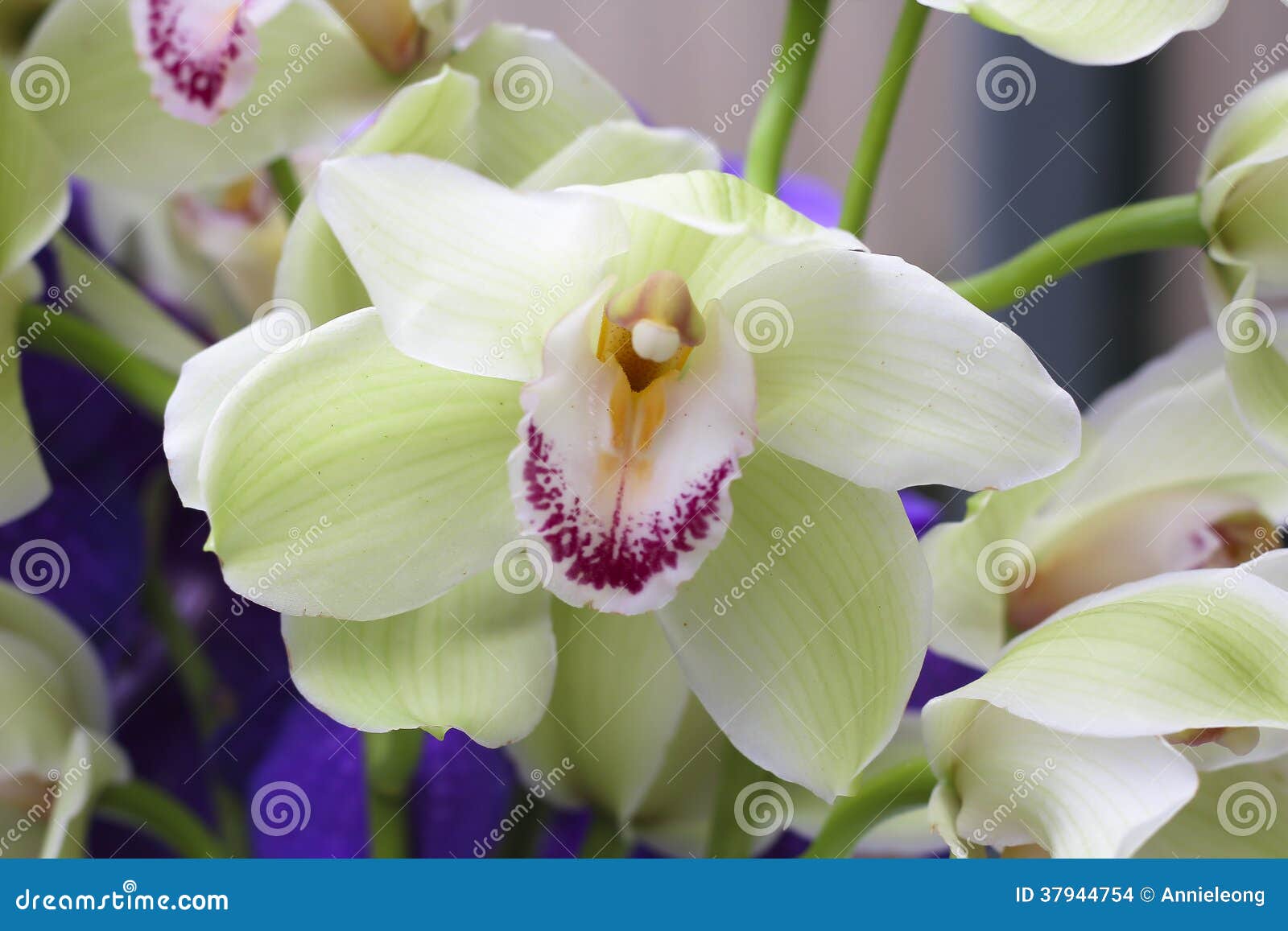 Groene Cymbidium-Orchidee stock foto. Image of helder - 37944754