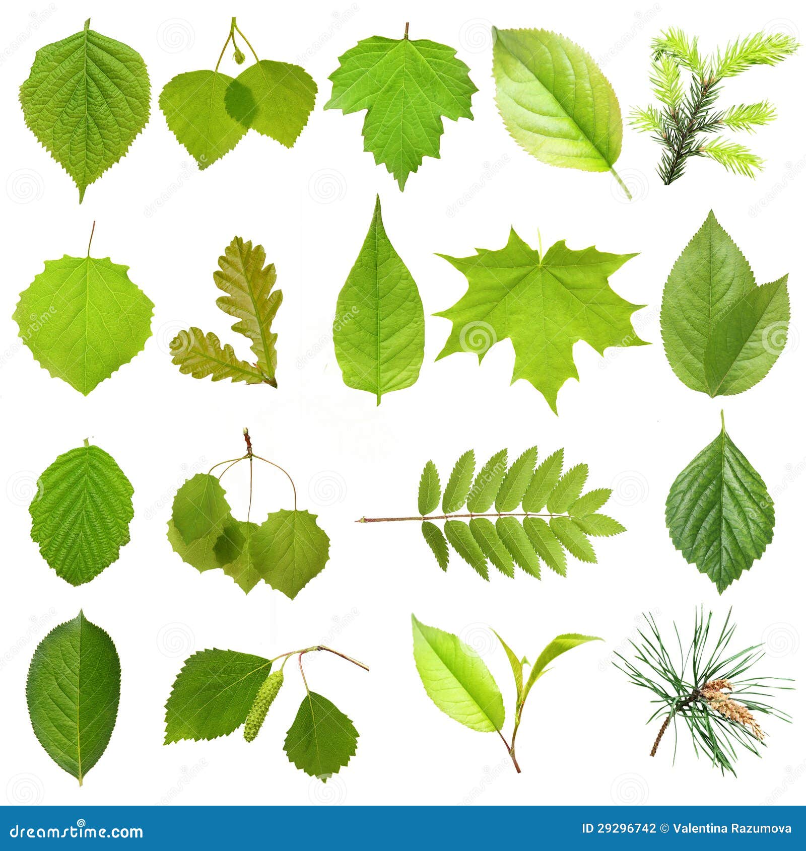 Groene De Boombladeren Van De Inzameling. Stock Foto - Image of groei ...