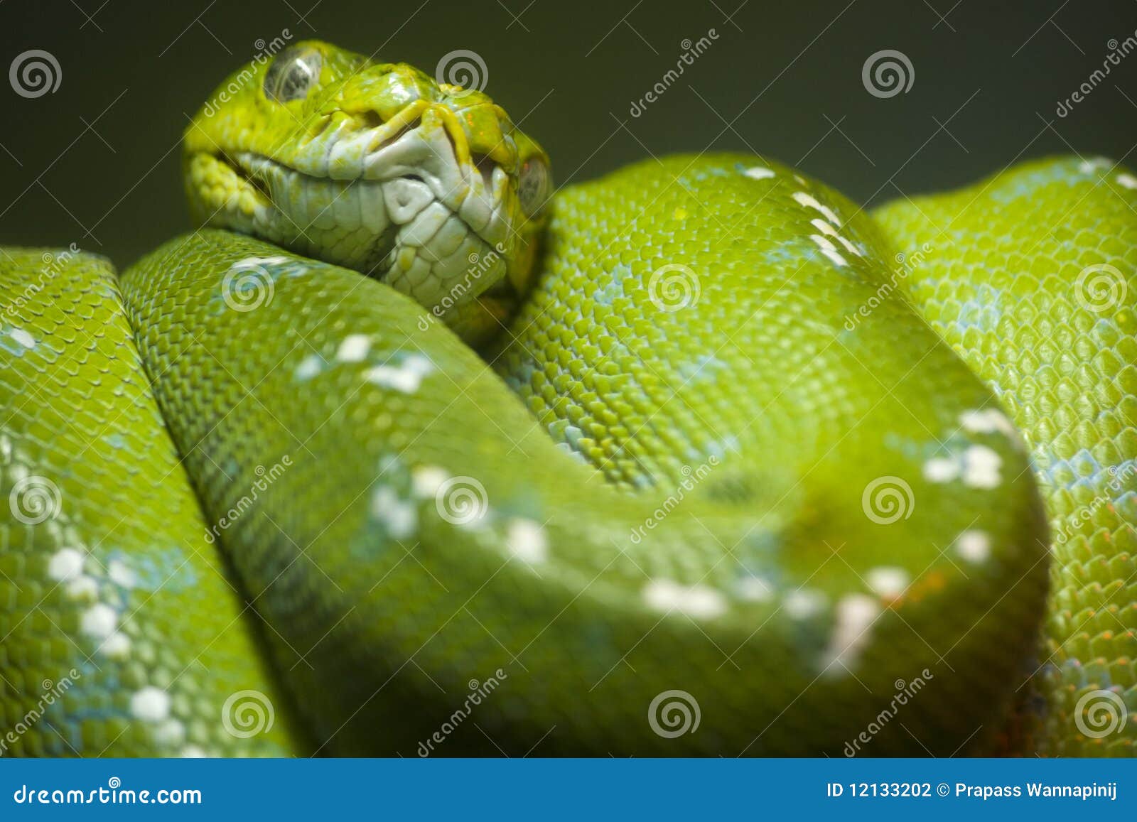 Groene De Pythonslang Van Scrunch Stock Foto - Image of exotisch ...