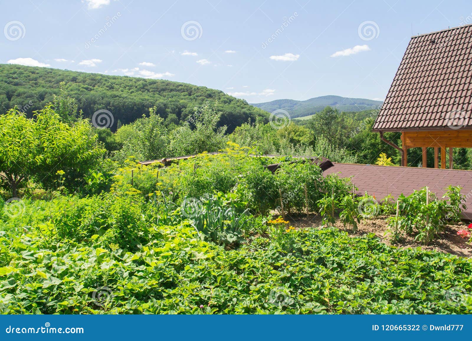 Groene De Zomer Moestuin Door Huis Stock Foto - Image of groen, klein ...
