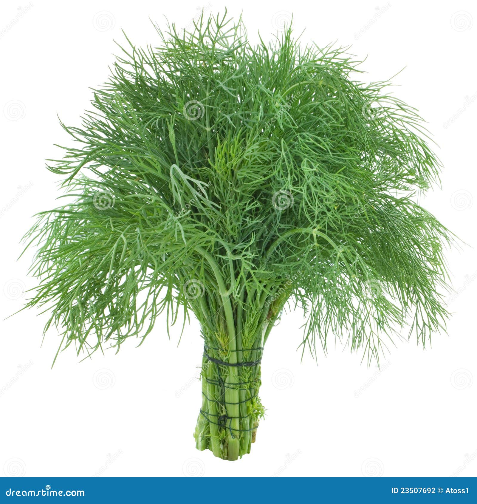 Groene dille stock foto. Image of eten, voedsel, macro - 23507692