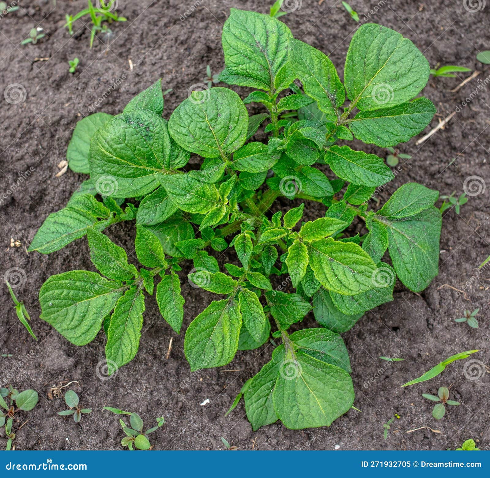 Groene Doppen Van Aardappelen Op De Grond. Stock Afbeelding - Image of ...