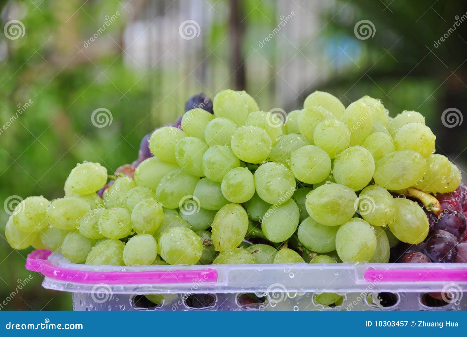 Groene druif stock afbeelding. Image of najaar, vrucht - 10303457