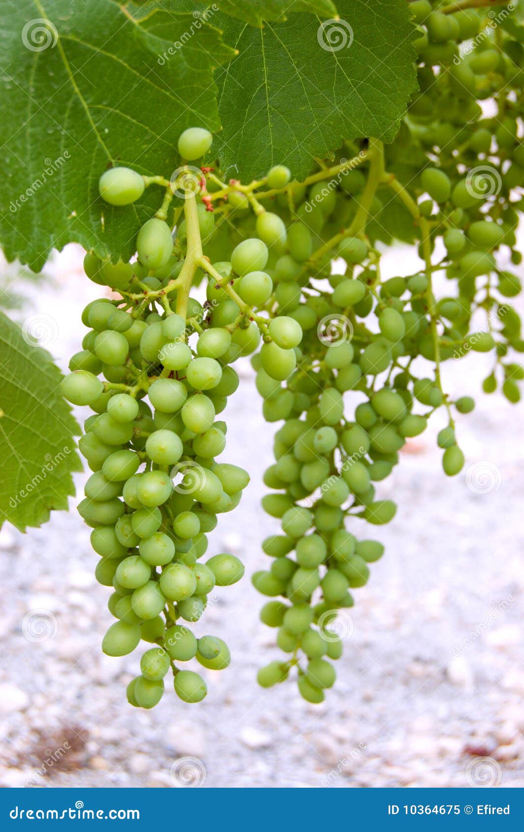 Groene druif stock afbeelding. Image of geneeskunde, blad - 10364675