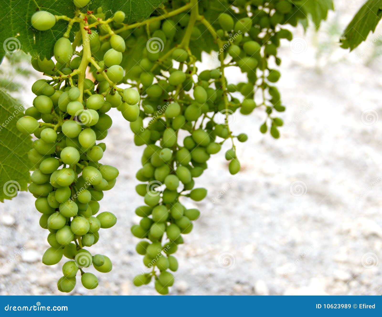 Groene druif stock afbeelding. Image of samenvatting - 10623989