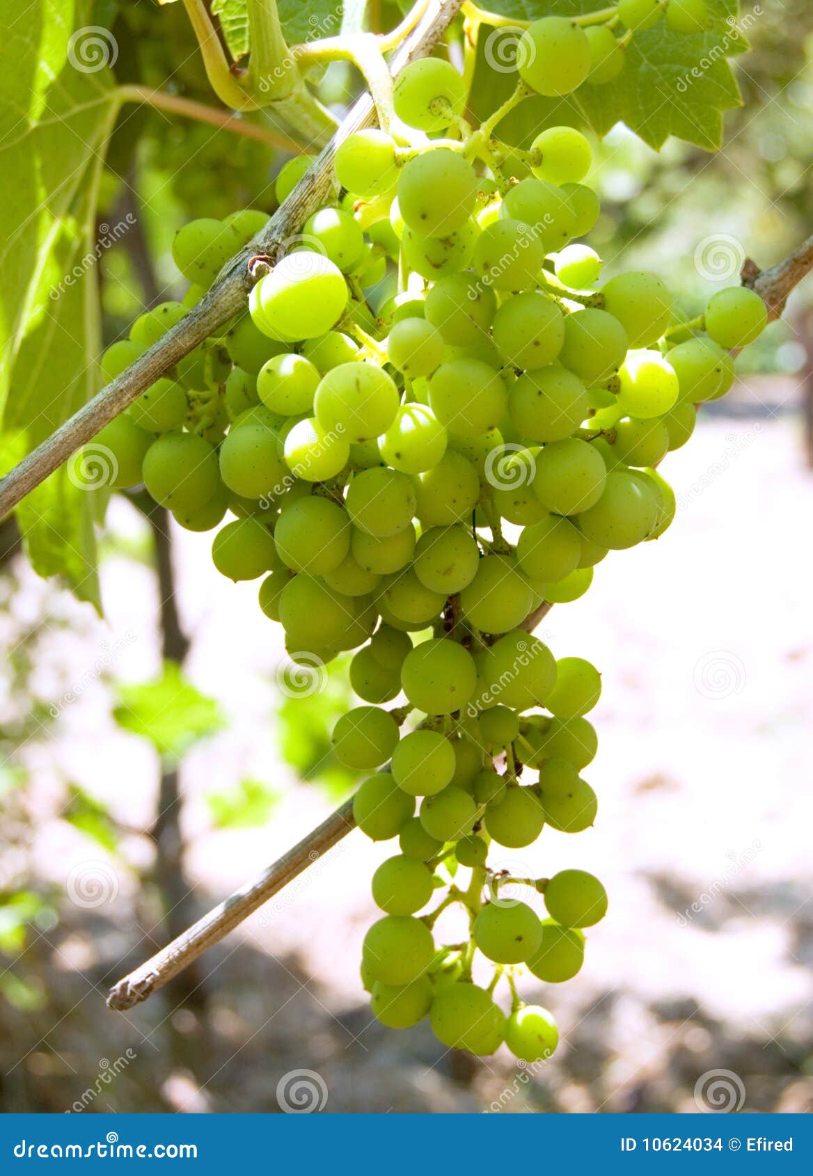 Groene druif stock foto. Image of beeld, gewas, macro - 10624034