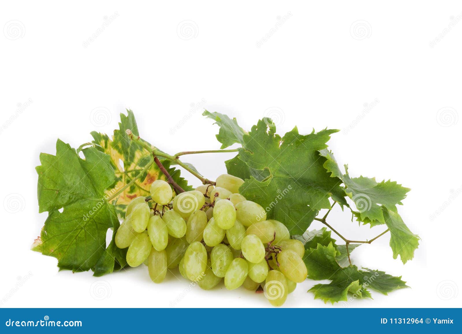 Groene druif stock foto. Image of najaar, zomer, druif - 11312964