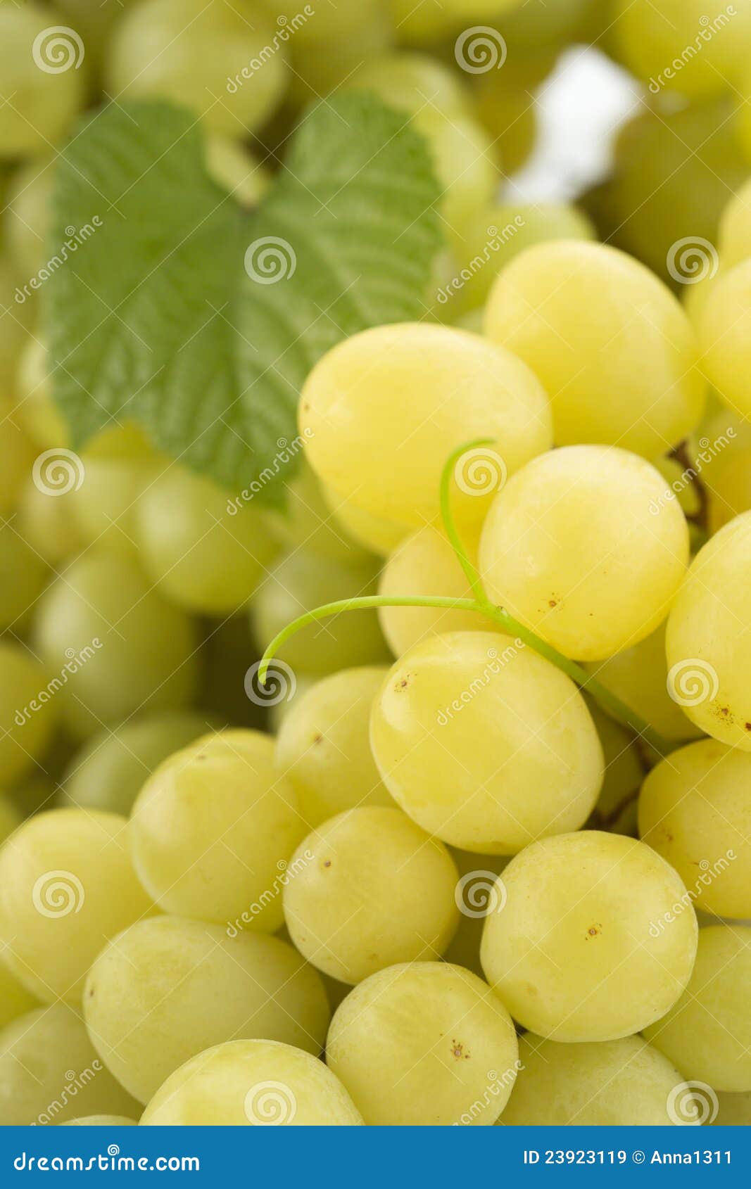 Groene druif stock afbeelding. Image of blad, kleur, smakelijk - 23923119
