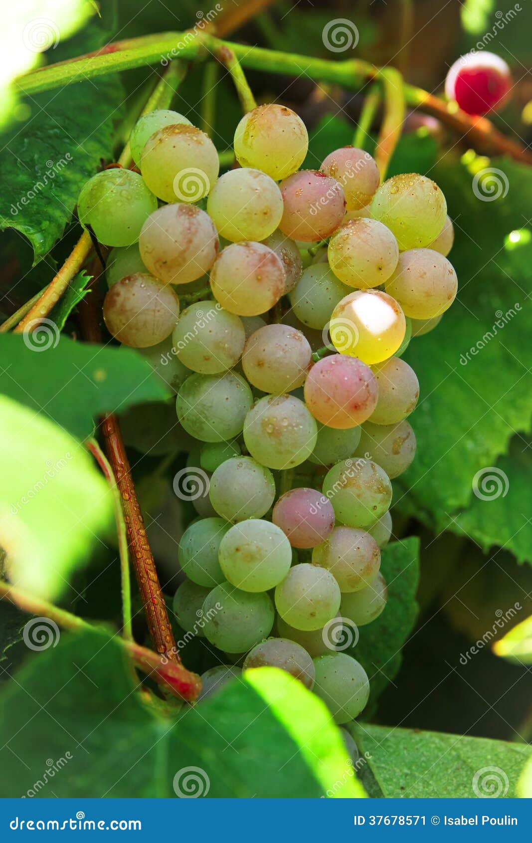 Groene druif stock afbeelding. Image of wijn, seizoen - 37678571