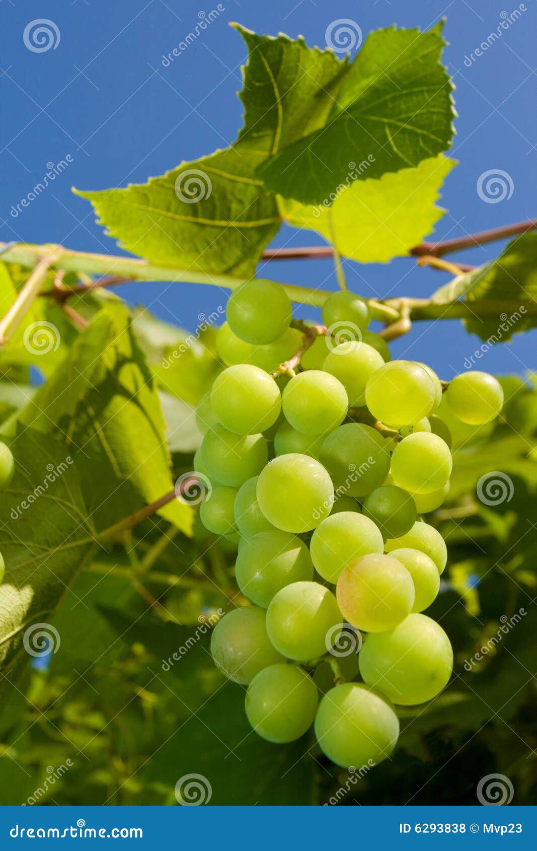 Groene druif stock foto. Image of hemel, blauw, wijnstok - 6293838