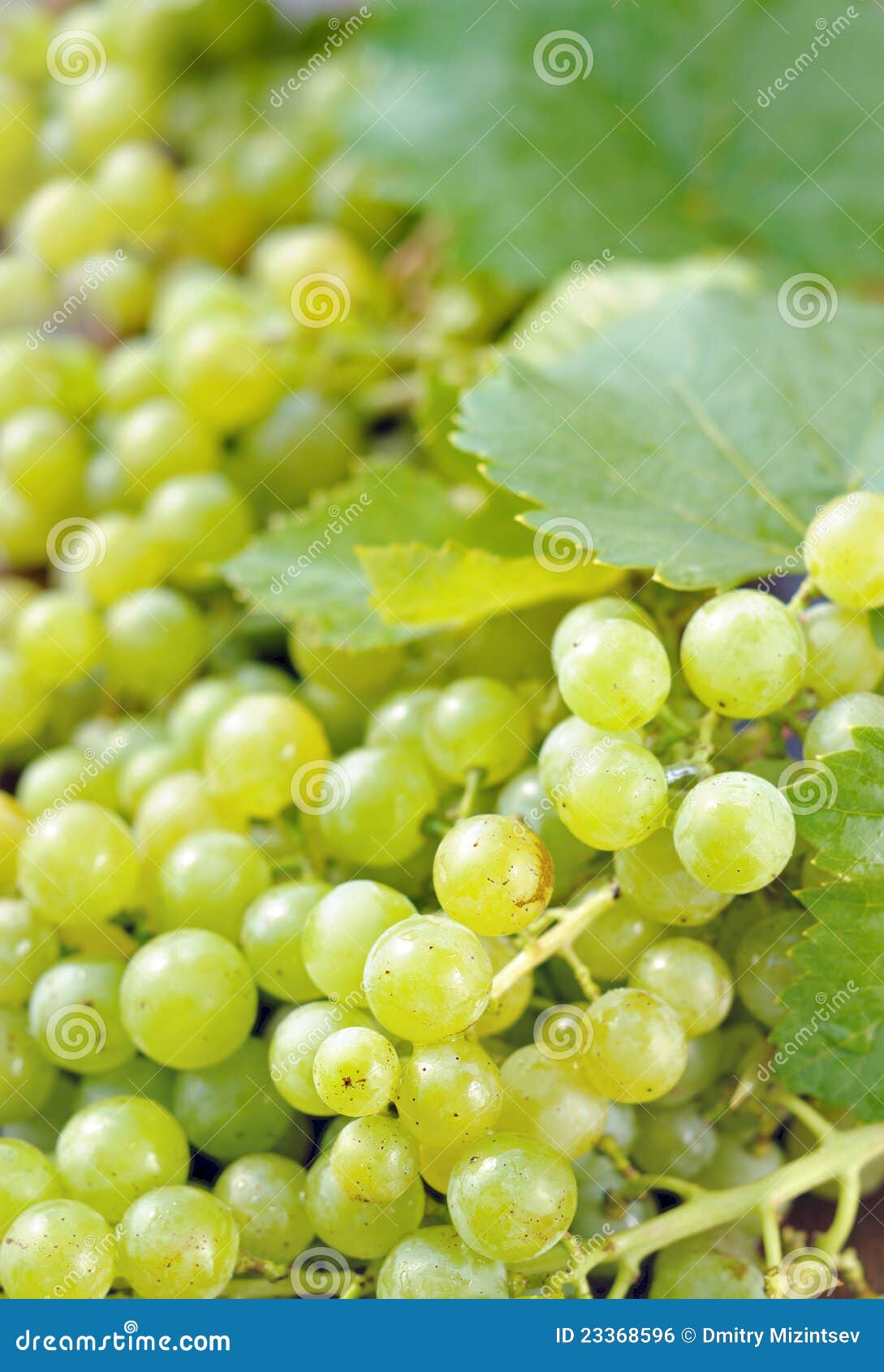 Groene druiven stock foto. Image of rijp, beeld, druif - 23368596